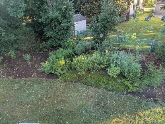 First-time gardener says goodbye to a dead yard reborn with native ...