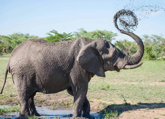 15 Elephant Facts That Will Blow Your Mind - NewsBreak