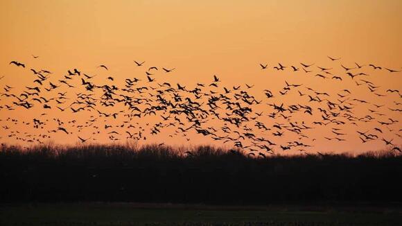 Birds That Migrate Through the Midwest Every Fall - NewsBreak