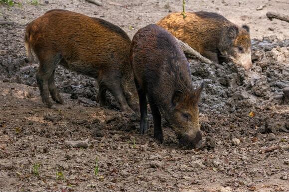 The Environmental Problems Of Feral Hogs In The State Of Texas - NewsBreak