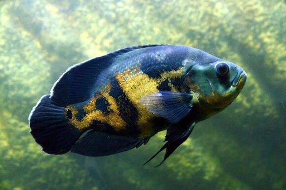 12 Remarkable Pet Fish With the Longest Lifespans - NewsBreak