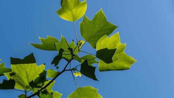 Free native trees for Charleston residents on Feb. 7 - NewsBreak