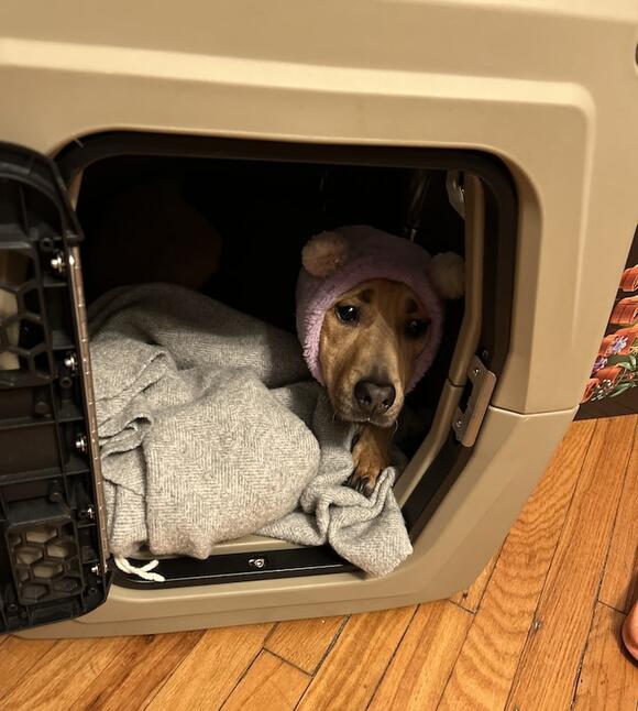 I Swear By These Noise-Canceling Dog Ear Muffs for My Pup for Fireworks ...