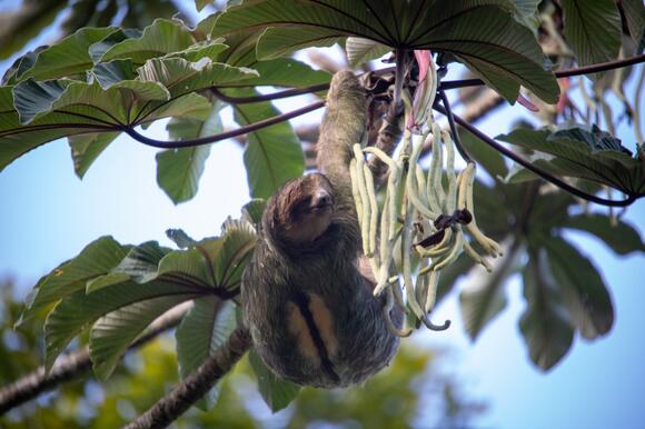 Why Sloths Are So Slow — And How That’s Weirdly Brilliant - NewsBreak