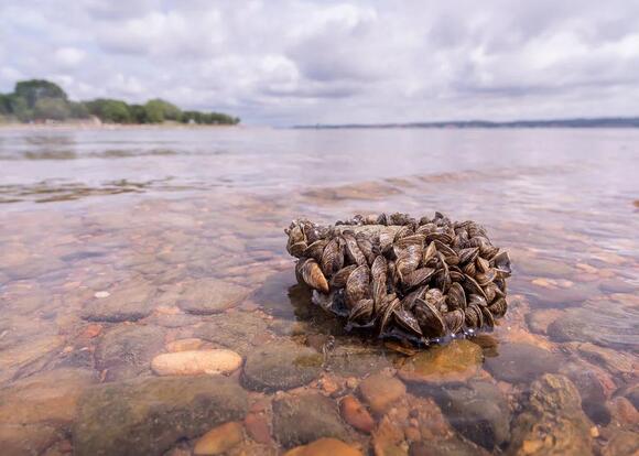 Invasion from the Water: Zebra Mussels and Their Hitchhiking Larvae ...