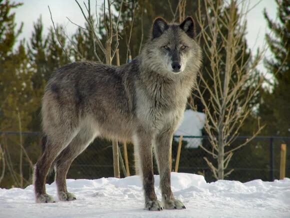 Yellowstone’s Wolves Are Changing Rivers – Here’s the Science Behind ...