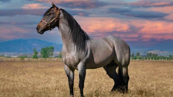 12 Horse Breeds That Thrive in Harsh Weather Conditions - NewsBreak