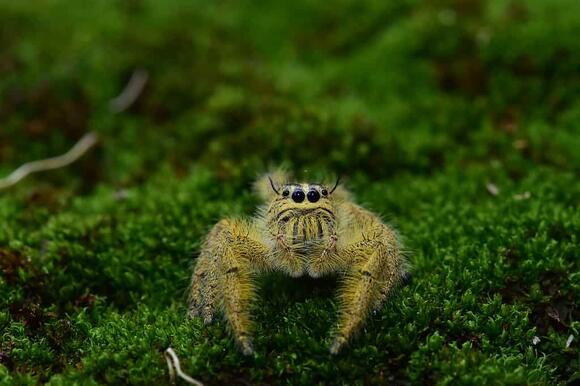 Meet the 10 Cutest Spiders in the World - NewsBreak
