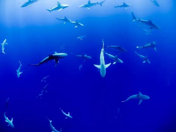 The Ancient Animals That Survived Long Enough to Witness Human ...