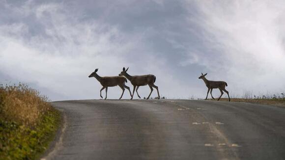 Why Animals Are Becoming More Nocturnal Around Humans - NewsBreak