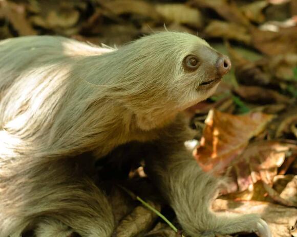 Sloths Are Slow but So Is Their Race Against Extinction - NewsBreak