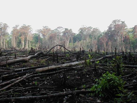 What Happens to Animals After a Volcano Eruption? - NewsBreak