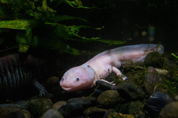 15 Fascinating Facts About Axolotls That Sound Unreal - NewsBreak