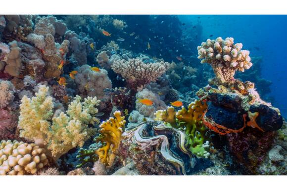 The Role of Marine Biology in Climate Change Research - NewsBreak