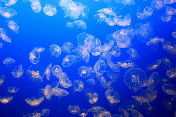 The Most Dangerous Waters in the World for Swimmers - NewsBreak