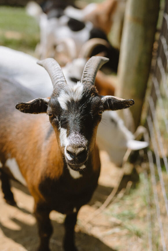 Luke Bryan inspired corn maze in Middletown