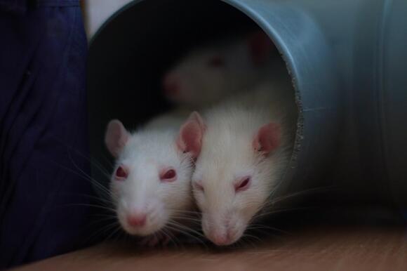 How Rats Laugh When Tickled — And Why They Might Be the Most Underrated ...