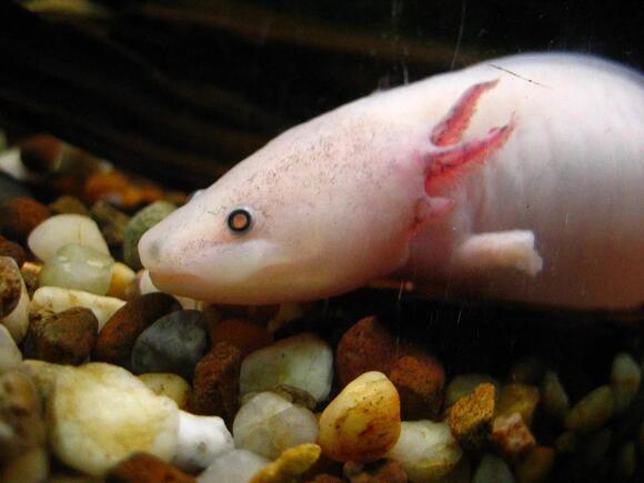 8 Unsung Heroes of the Animal Kingdom You Never Knew Existed - NewsBreak