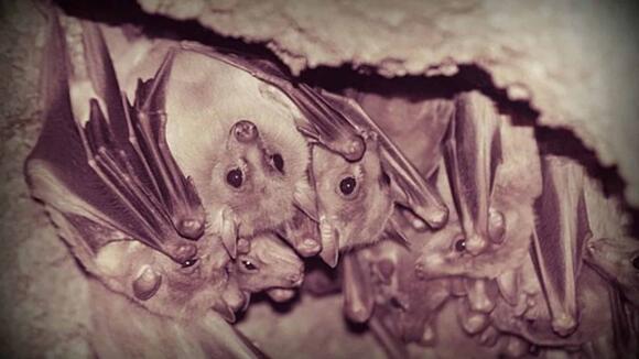 Fascinating Facts About Animals That Hibernate - NewsBreak