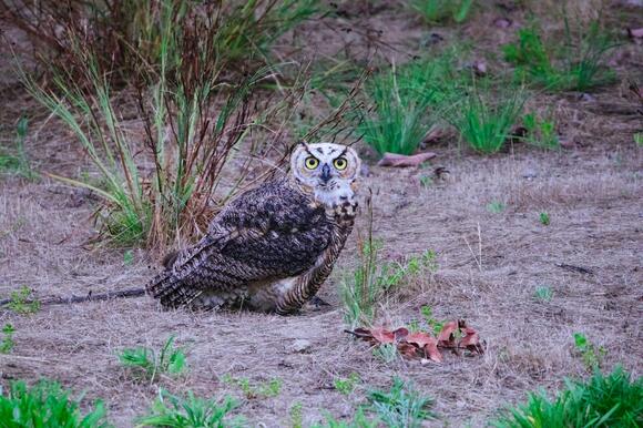 The Sounds We Don’t Hear: How Animal Communication Changes Our Morality ...