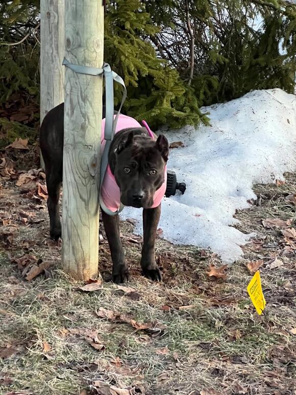 Police seek help identifying dog owner in Poughkeepsie - NewsBreak