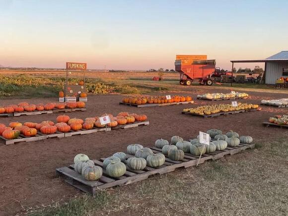 Where To Pick Sunflowers In Oklahoma This Fall - NewsBreak