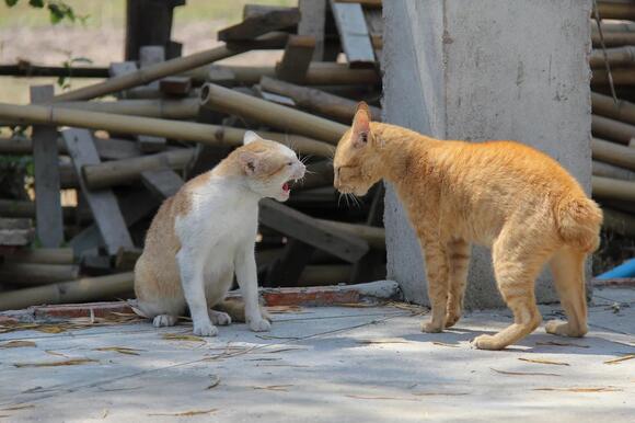 10 Subtle Cat Behaviors That Show Deep Emotional Intelligence - NewsBreak