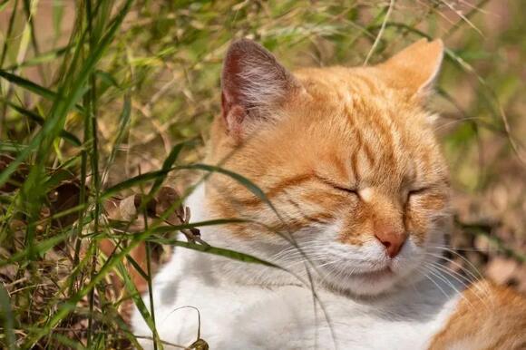If Your Cat Stares at You Without Blinking, It’s Not Being Creepy ...