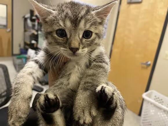 🐱 Playful Kittens and Sweet Cats Ready for Adoption in Modesto - NewsBreak