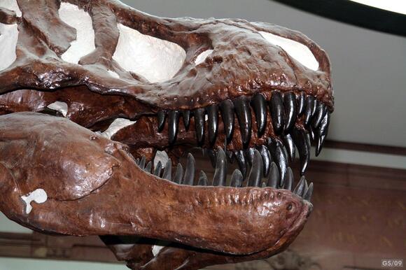 The Challenges of Rebuilding Extinct Creatures Without Skulls - NewsBreak