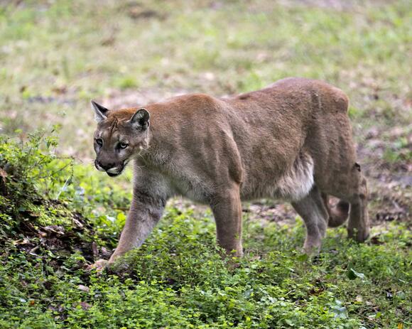 Wolves, Jaguars, and Panthers: The Return of America’s Top Predators ...