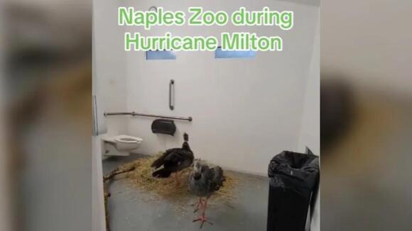 What Do Zoo Animals Do During A Hurricane? Some Go In The Public Bathrooms!