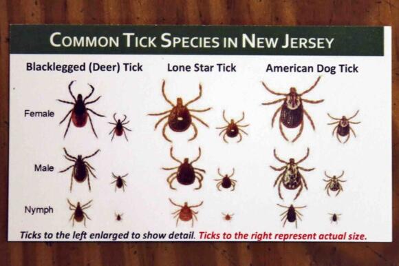 Local doctor contributes to key discoveries in alpha–gal syndrome ...