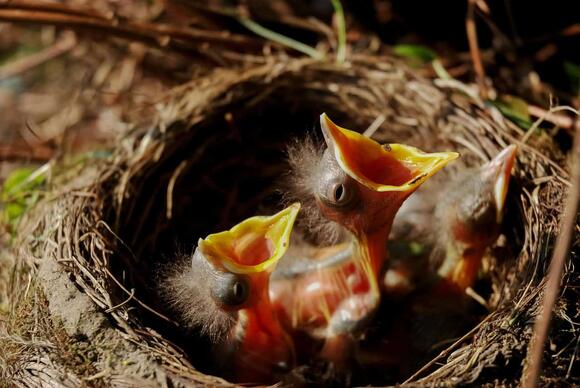 How Birds Lay Eggs: Fascinating Facts You Need to Know - Birds