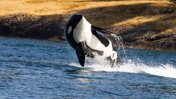 Orcas Have Regional Accents - NewsBreak