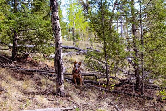 Is Bluey Based on a Real Dog Breed? Meet the Blue Heeler - NewsBreak