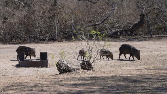Choke Canyon State Park hosts bird festival amid ongoing drought ...