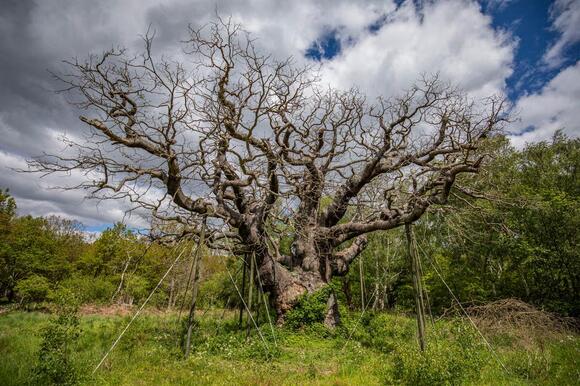 Sherwood Forest mourns ancient Major Oak tree linked to Robin Hood ...