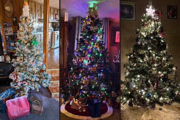 Real Or Fake: Christmas Trees Colorado Buys Most - NewsBreak
