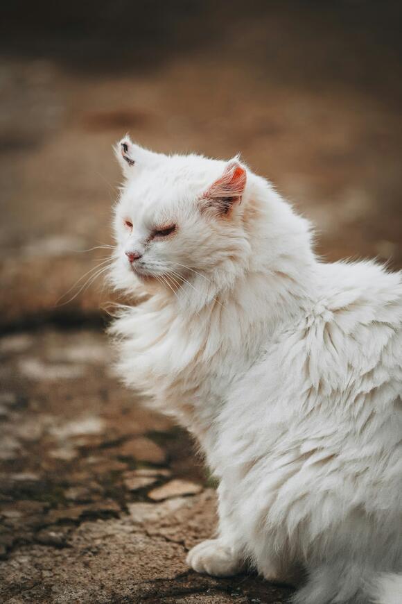 7 Must-Know Cat Behavior Studies Published This Year - NewsBreak