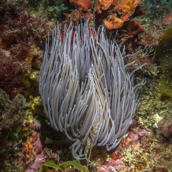 Cannibalism in the Deep Sea: Why It’s More Common Than You Think ...