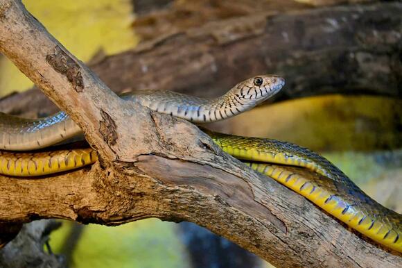 How Snakes Climb Trees Without Limbs - NewsBreak