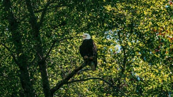 18 Myths and Truths About the Bald Eagle You Should Know - NewsBreak