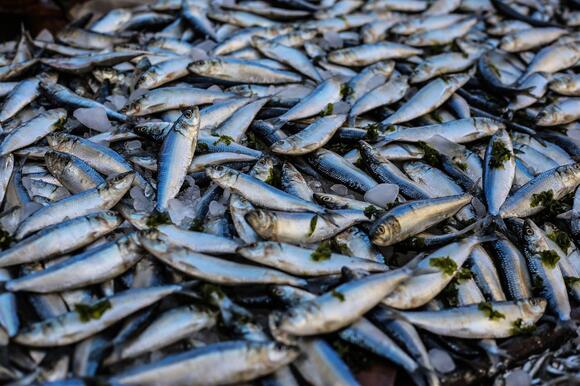 Why is “Tin Fish” Trending Now and What Does It Means For Sardines ...