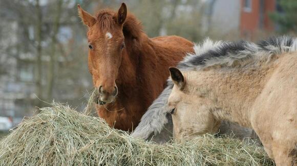 Deep Pond Farm and Stables Offers Help to Community Ahead of Major ...