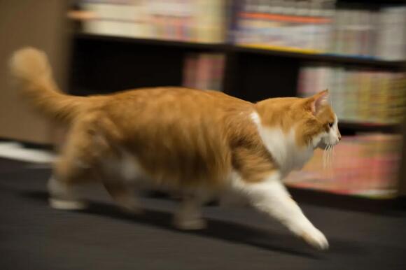 Your Cat’s Secret Schedule: The Method Behind Their Seemingly Random ...