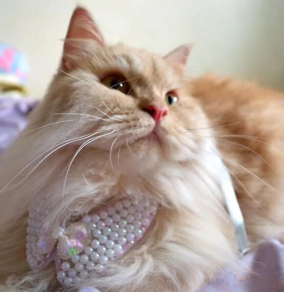 15 Popular Cat Breeds in Canada in 2025: Complete Owner’s Guide - NewsBreak