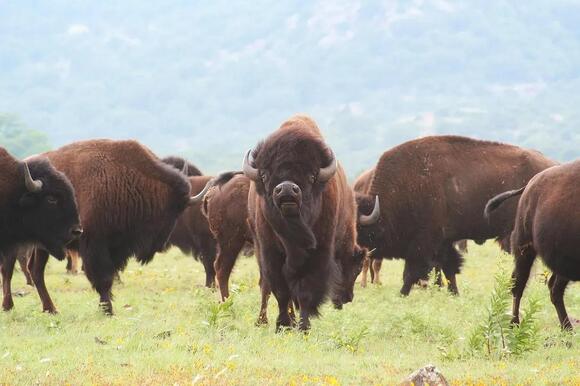 Where the Buffalo Roam: Restoring a US Icon to Its Natural Habitat ...