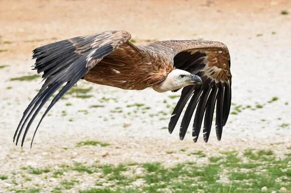 10 Fascinating Facts About The Eurasian Griffon Vulture - NewsBreak