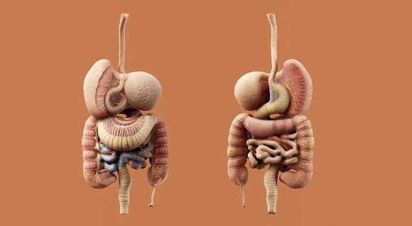 The Acid Barrier: How the Stomach Secretes Mucus to Avoid Digesting ...